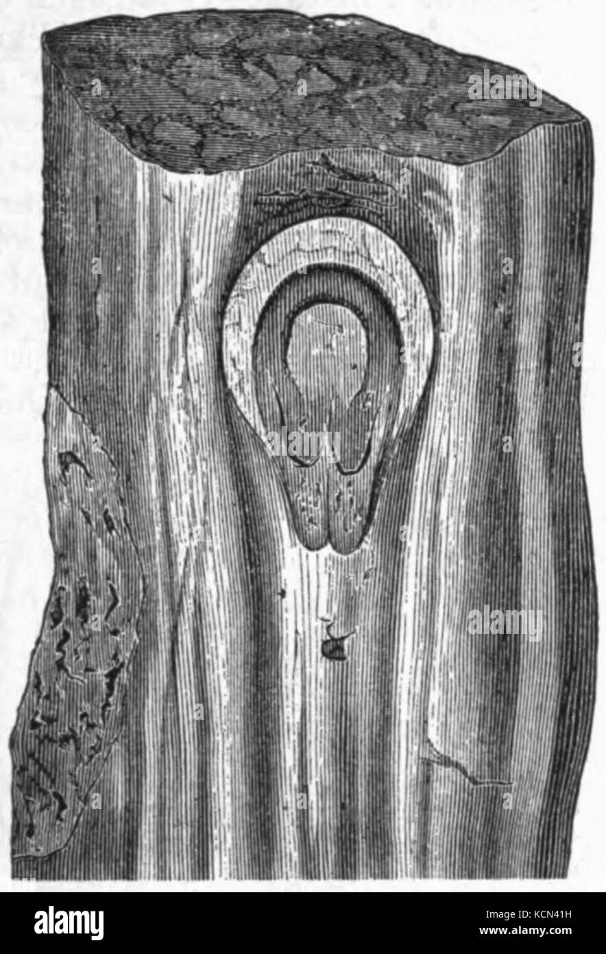 AmCyc Coal Plants Caulopteris Worthenii Stock Photo - Alamy