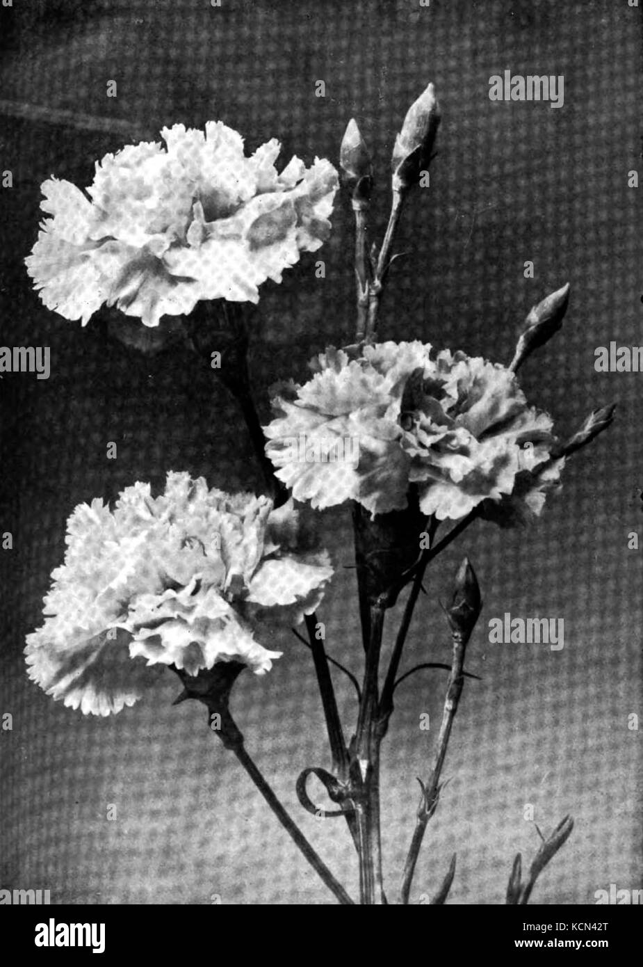 Map of carnation Black and White Stock Photos & Images - Alamy