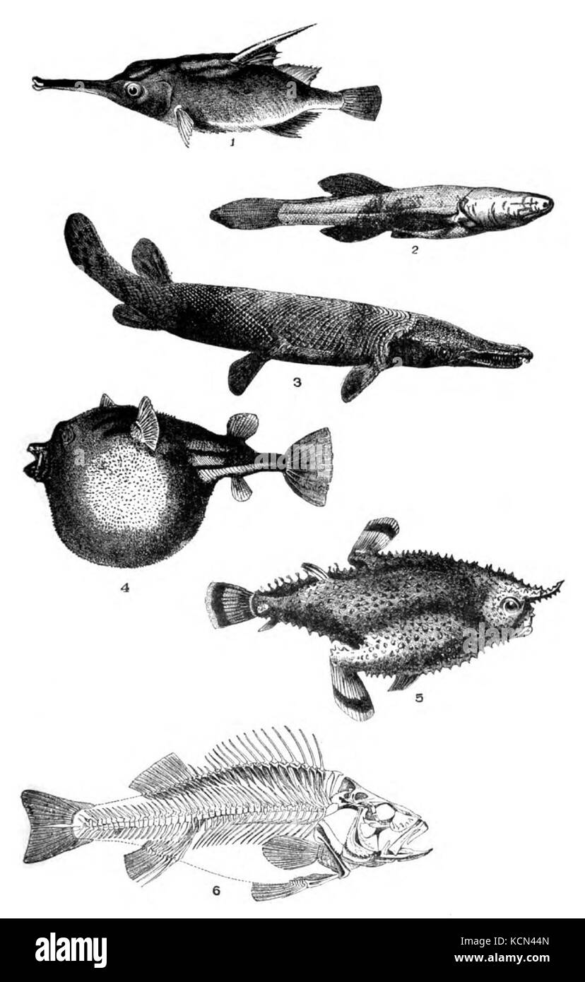 Fish taxonomy illustration Black and White Stock Photos & Images - Alamy