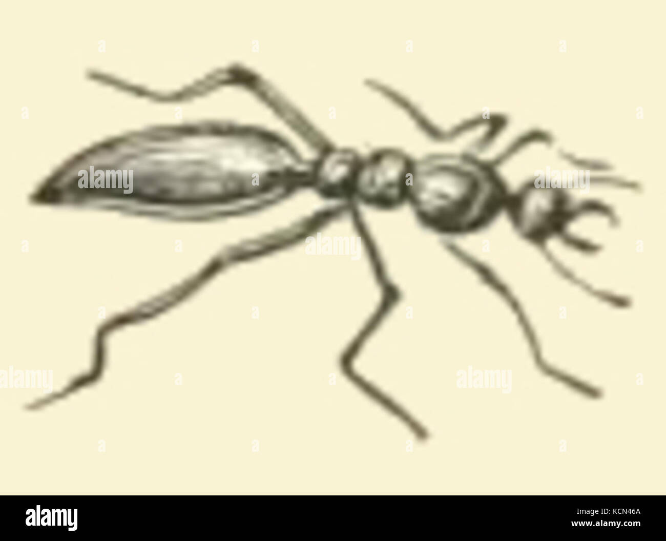 Insect features detailed anatomical characteristics hi-res stock ...