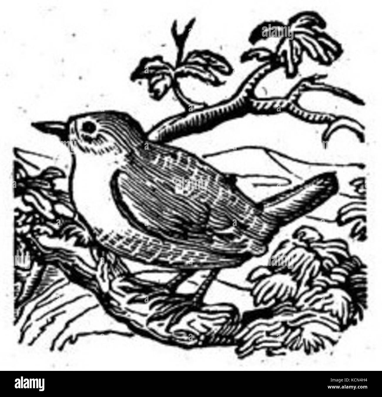 Fauna in trees Cut Out Stock Images & Pictures - Alamy