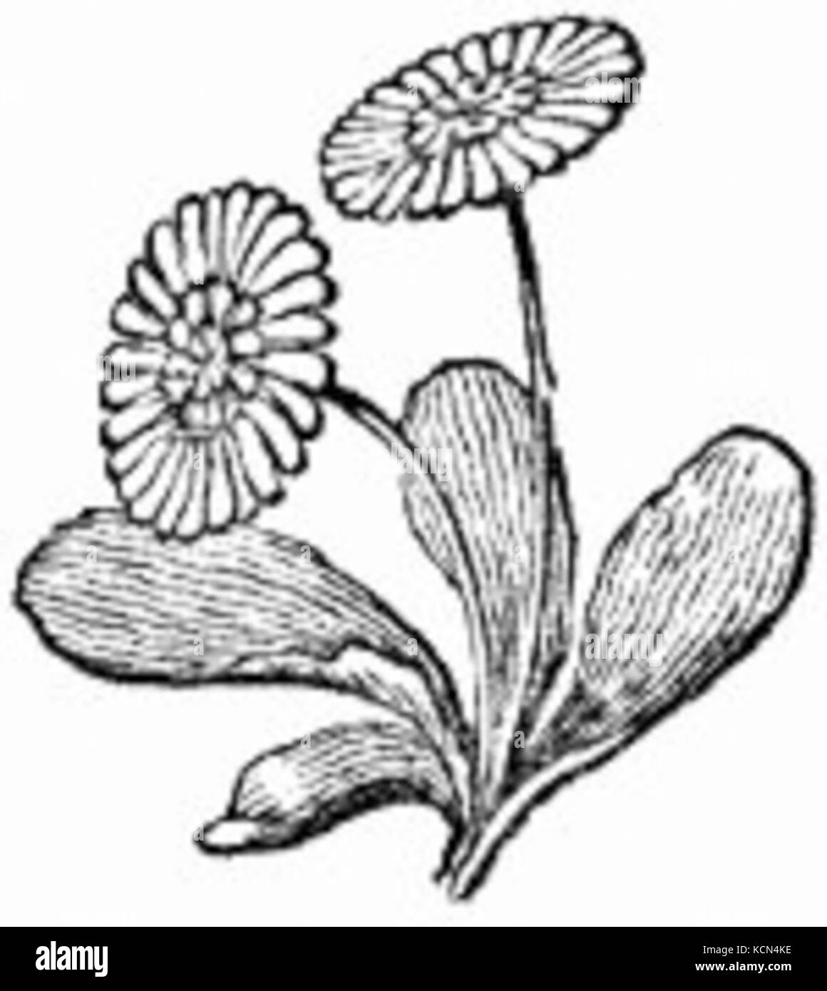 Black white drawing flower hi-res stock photography and images - Alamy