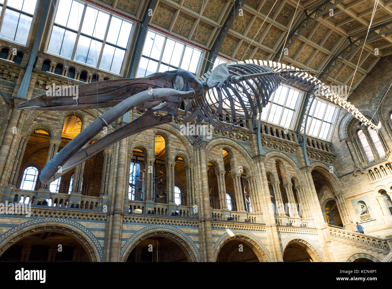 Hintze Hall Natural History Museum Stock Photos & Hintze Hall Natural ...