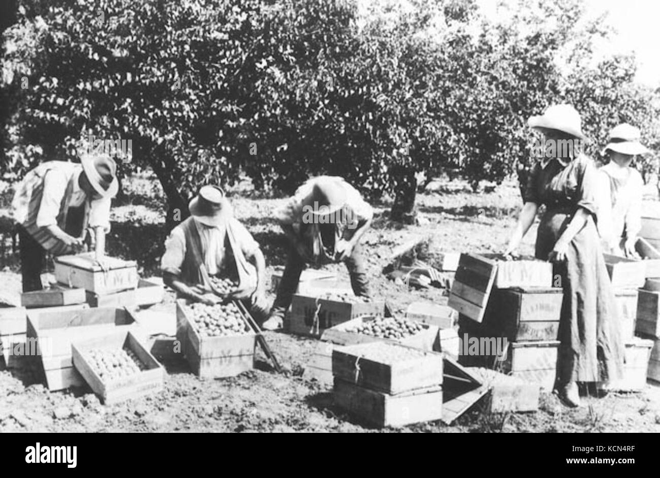 Carlingford Epping NSW apricot orchard packing Mobbs farm c.1915 Stock ...