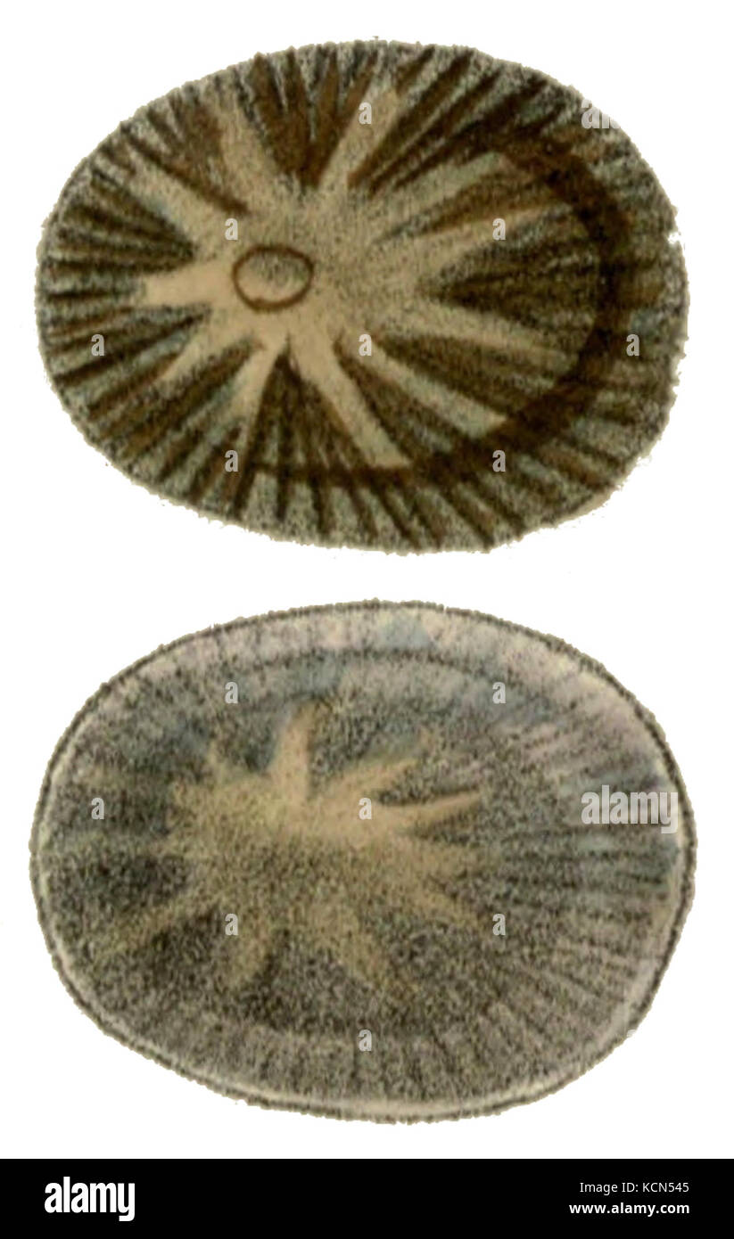 Cellana stellifera shell Stock Photo - Alamy