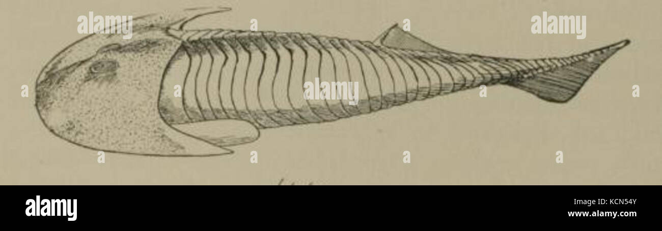 Cephalaspis High Resolution Stock Photography and Images - Alamy