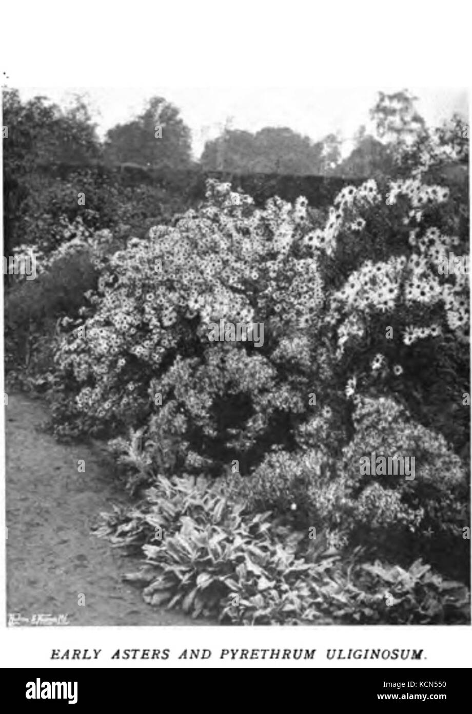 Cultivated garden flower Black and White Stock Photos & Images - Alamy