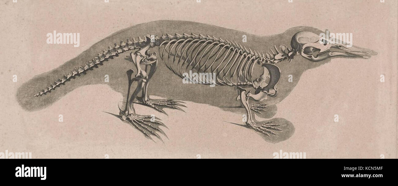 Die vergleichende Osteologie (1821) Ornithorhyncus anatinus Stock Photo ...