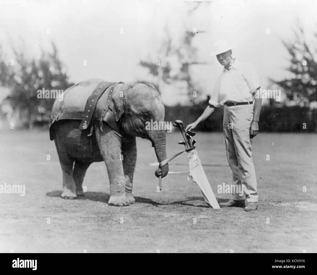 Elephant small Black and White Stock Photos & Images - Alamy