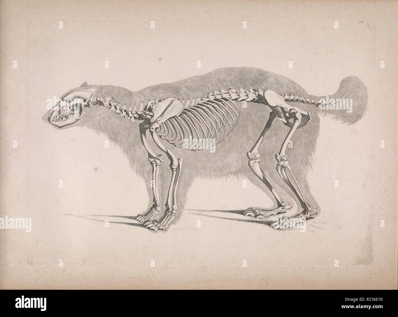 'Die vergleichende Osteologie' (1821) features the comparative ...