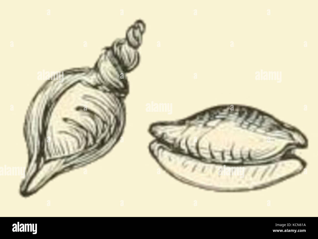 Drawing of Shells Stock Photo - Alamy
