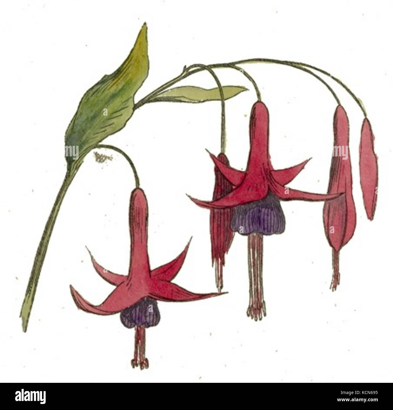Fuchsia book Cut Out Stock Images & Pictures - Alamy