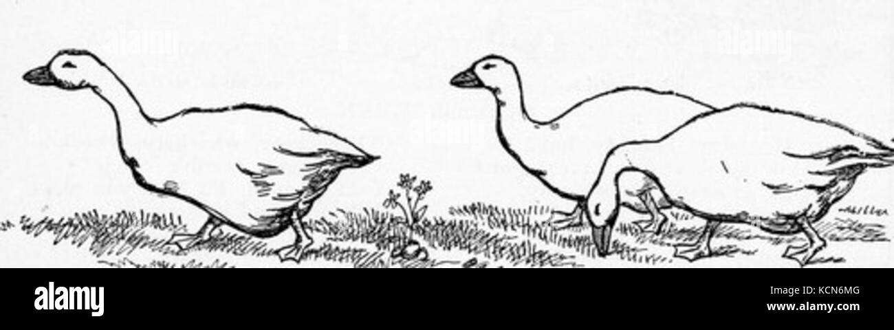 Geese on Parade Stock Photo - Alamy