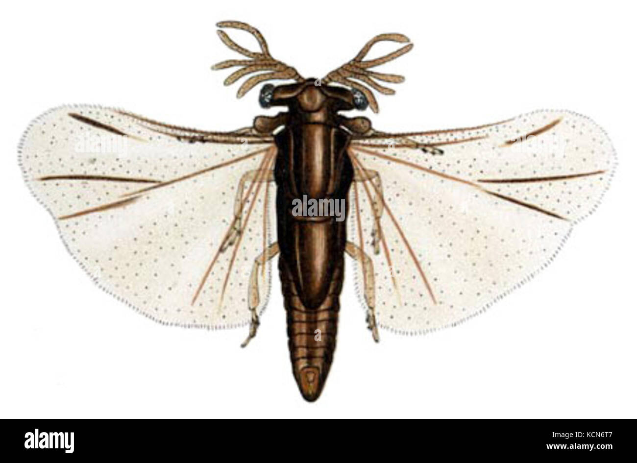 Barberi Cut Out Stock Images & Pictures - Alamy