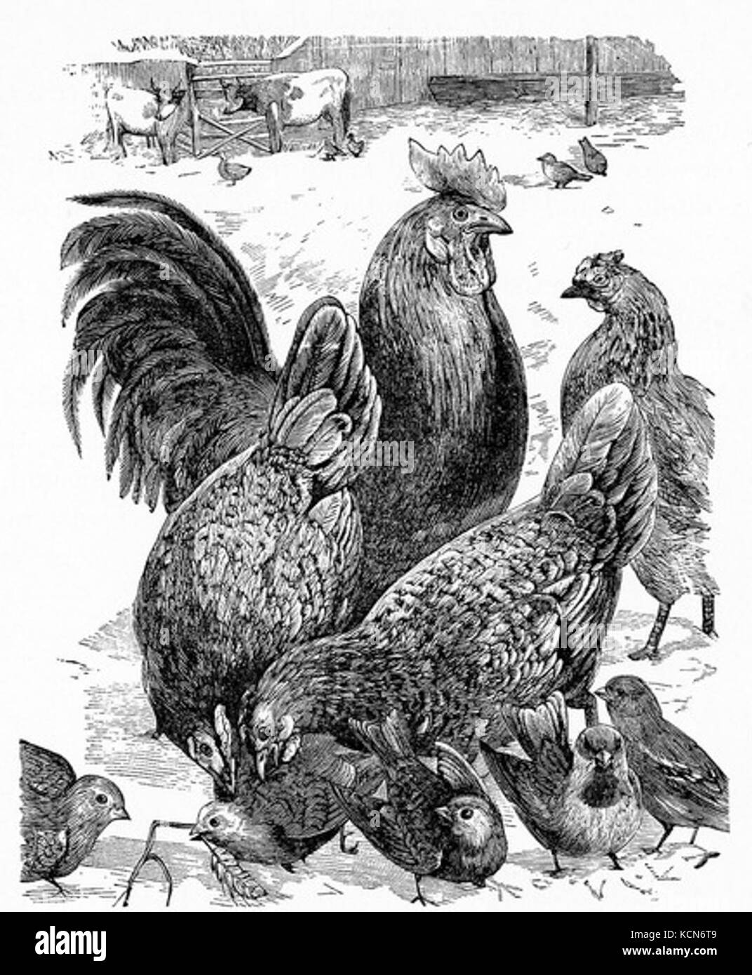 Animals of the world Black and White Stock Photos & Images - Alamy