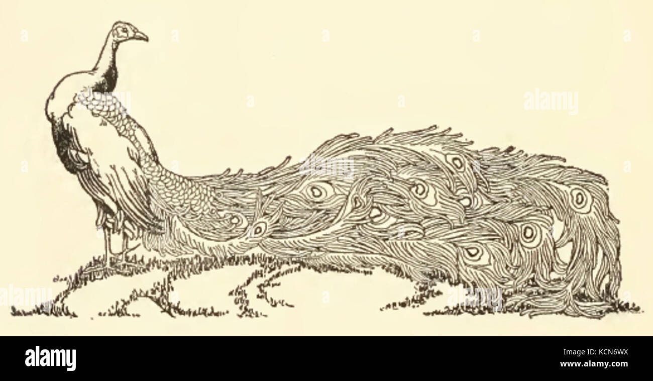 Glorious Peacock Drawing Stock Photo - Alamy