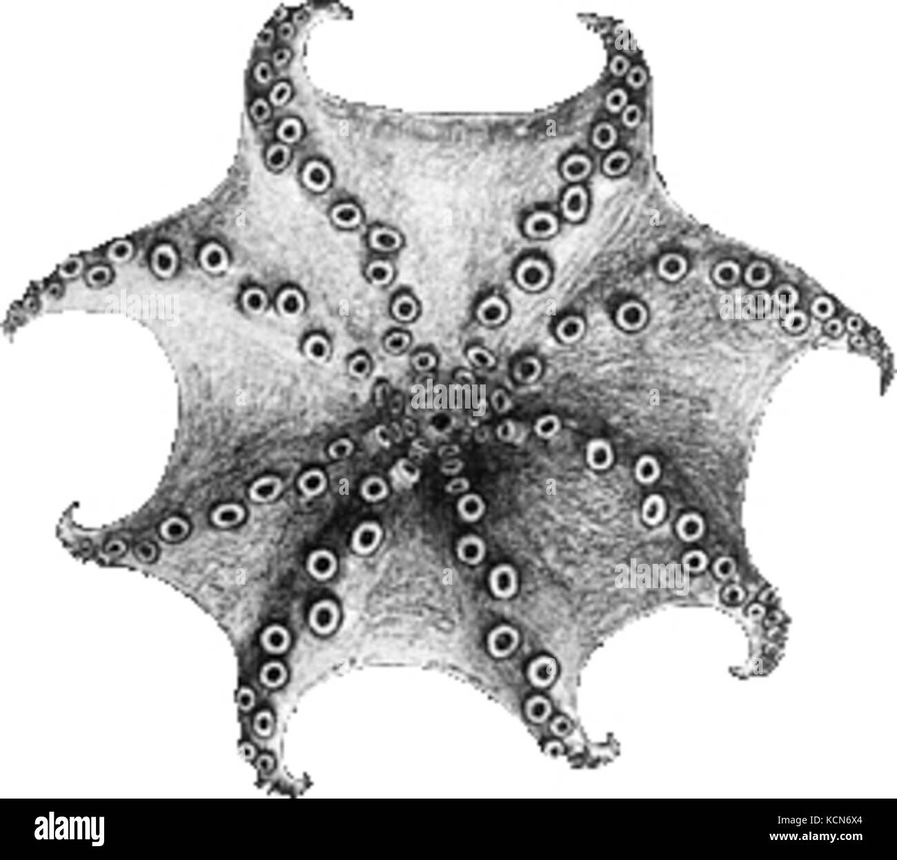 Haliphron atlanticus oral view Stock Photo - Alamy