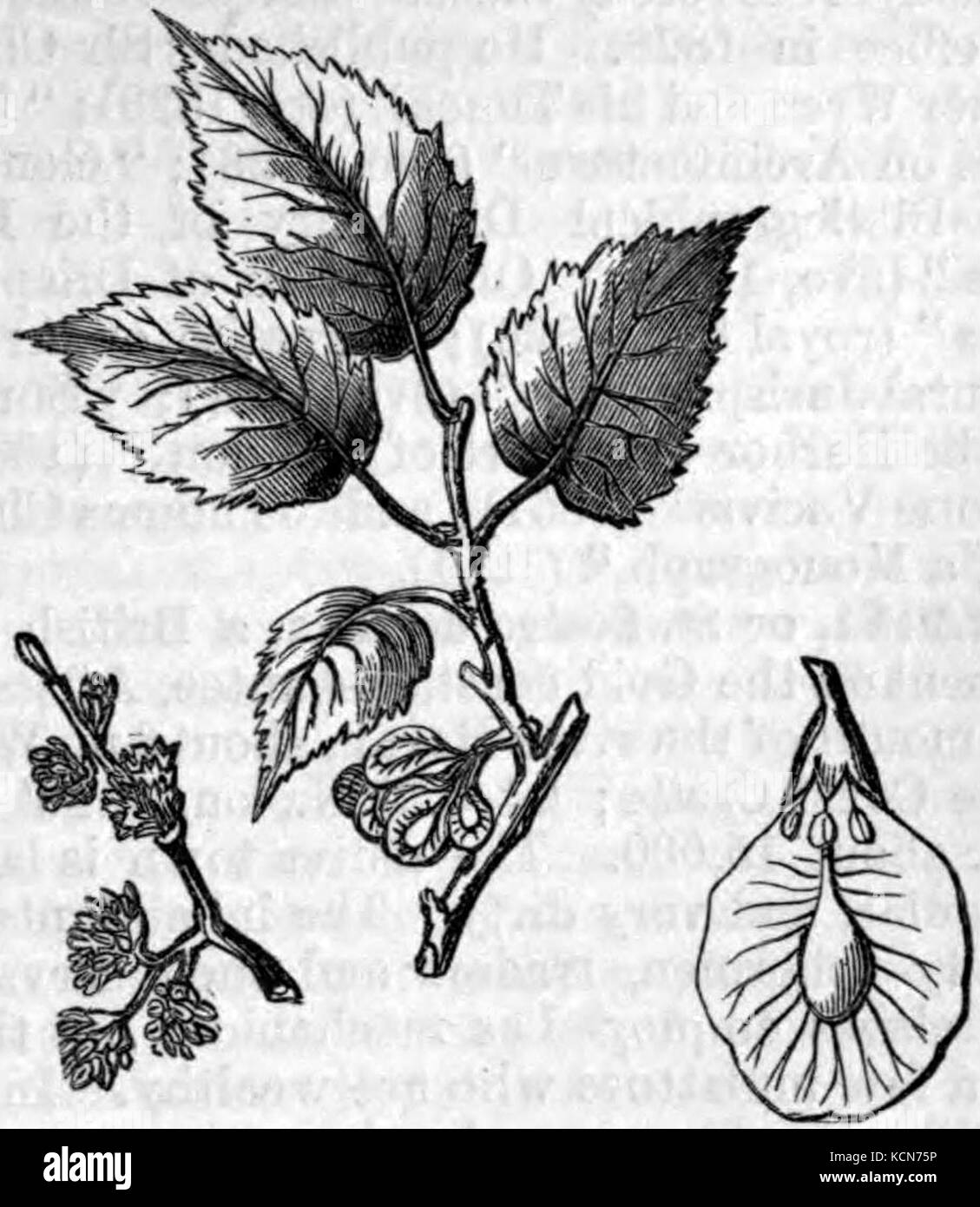 AmCyc Elm Wych Elm Stock Photo - Alamy