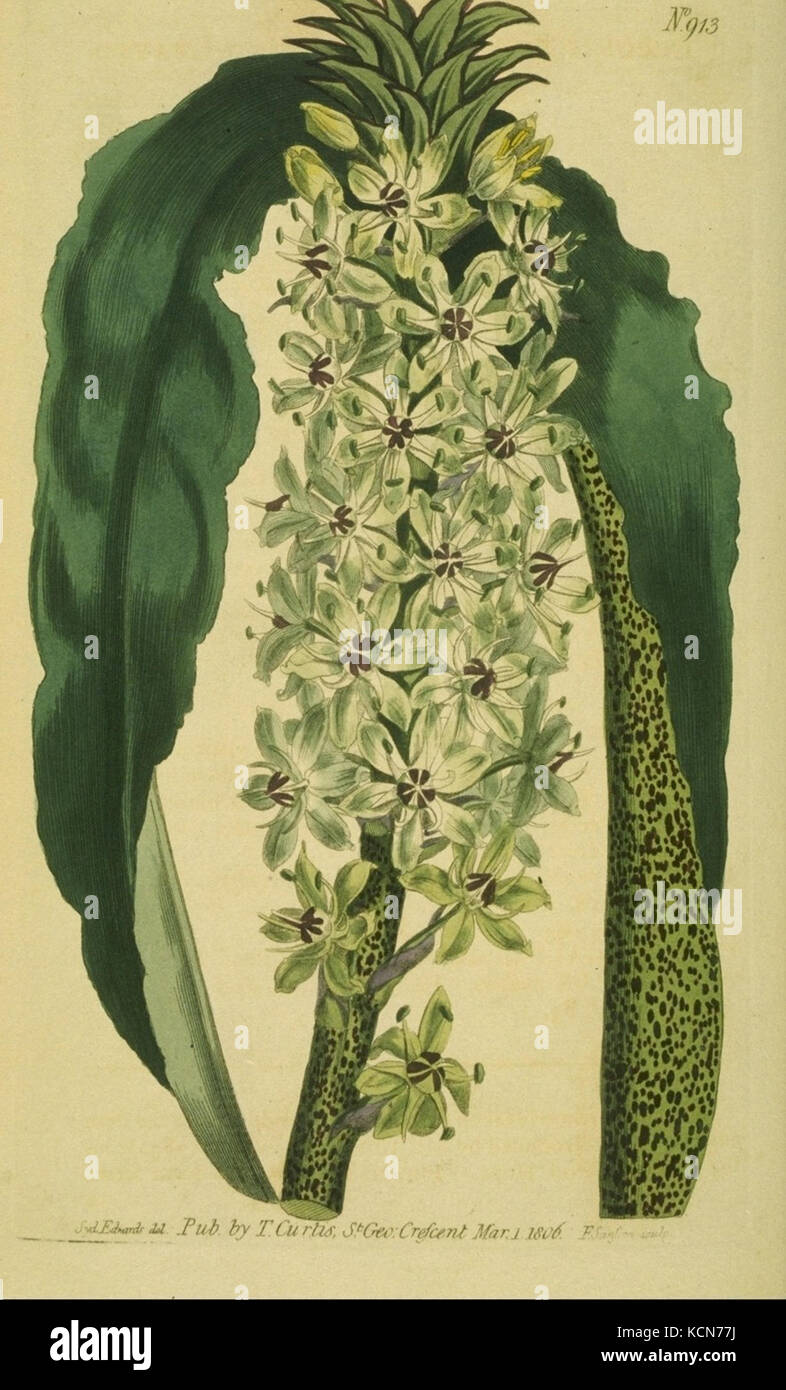 Eucomis punctata 913 Stock Photo - Alamy