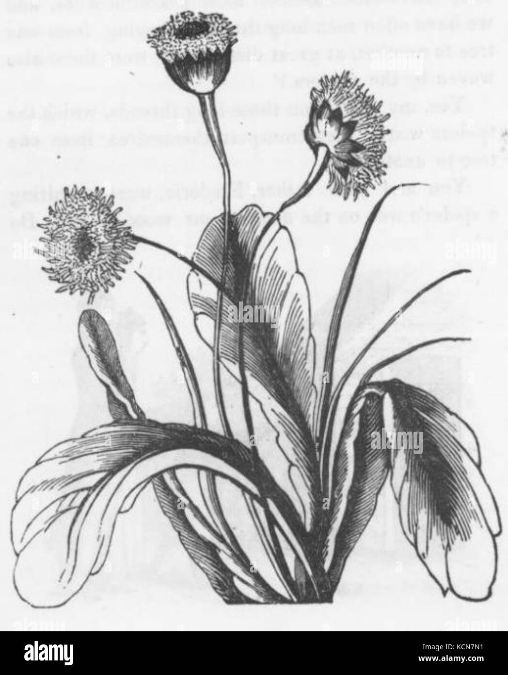 Dandelion Plant Drawing Stock Photo - Alamy