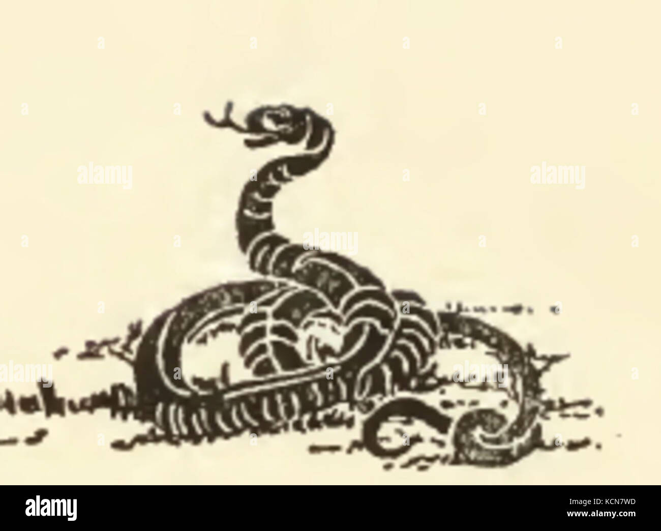 Cool Snake Drawing Stock Photo - Alamy