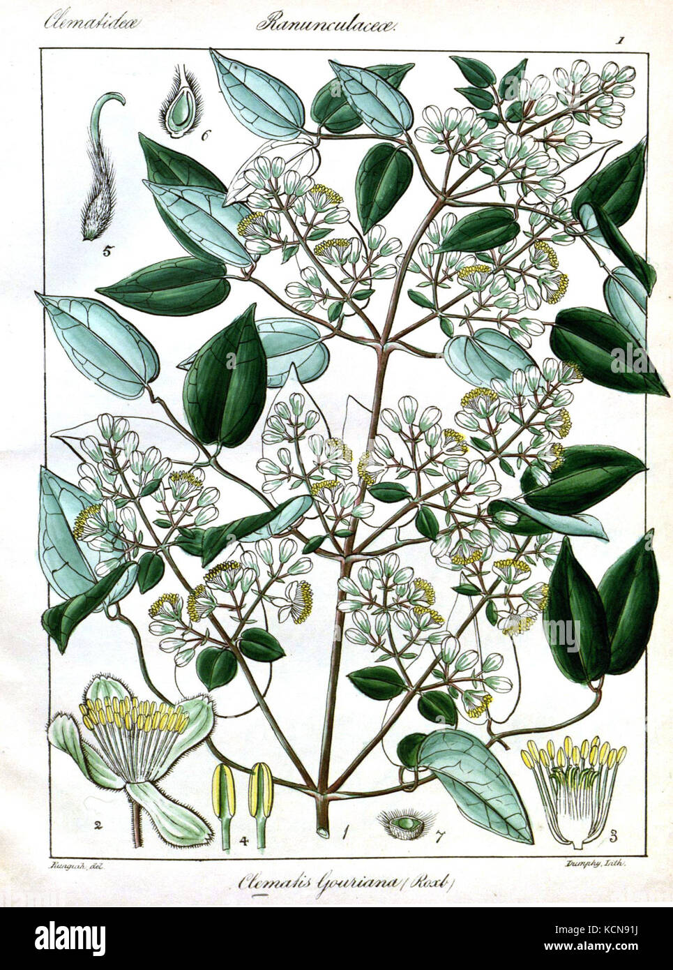 Clematis gouriana hi-res stock photography and images - Alamy