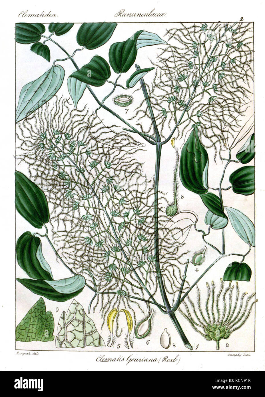 Clematis gouriana Rungiah 2 Stock Photo - Alamy