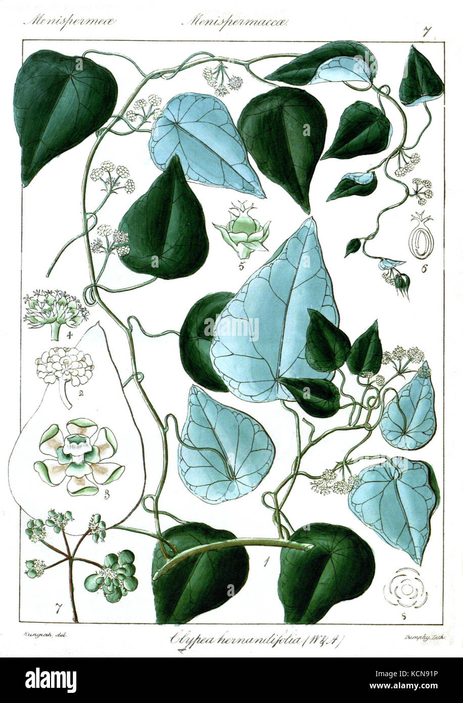 Clypea hernandifolia Rungiah Stock Photo - Alamy