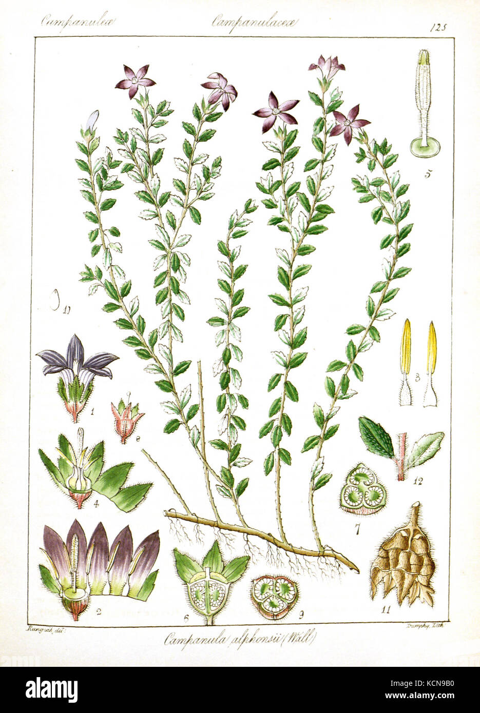 Campanula alphonsii Rungiah Stock Photo - Alamy