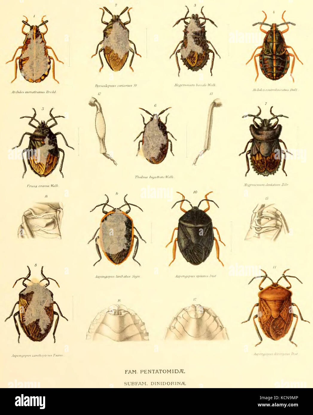 The Dinidoridae plate from Genera Insectorum, published in 1913 ...