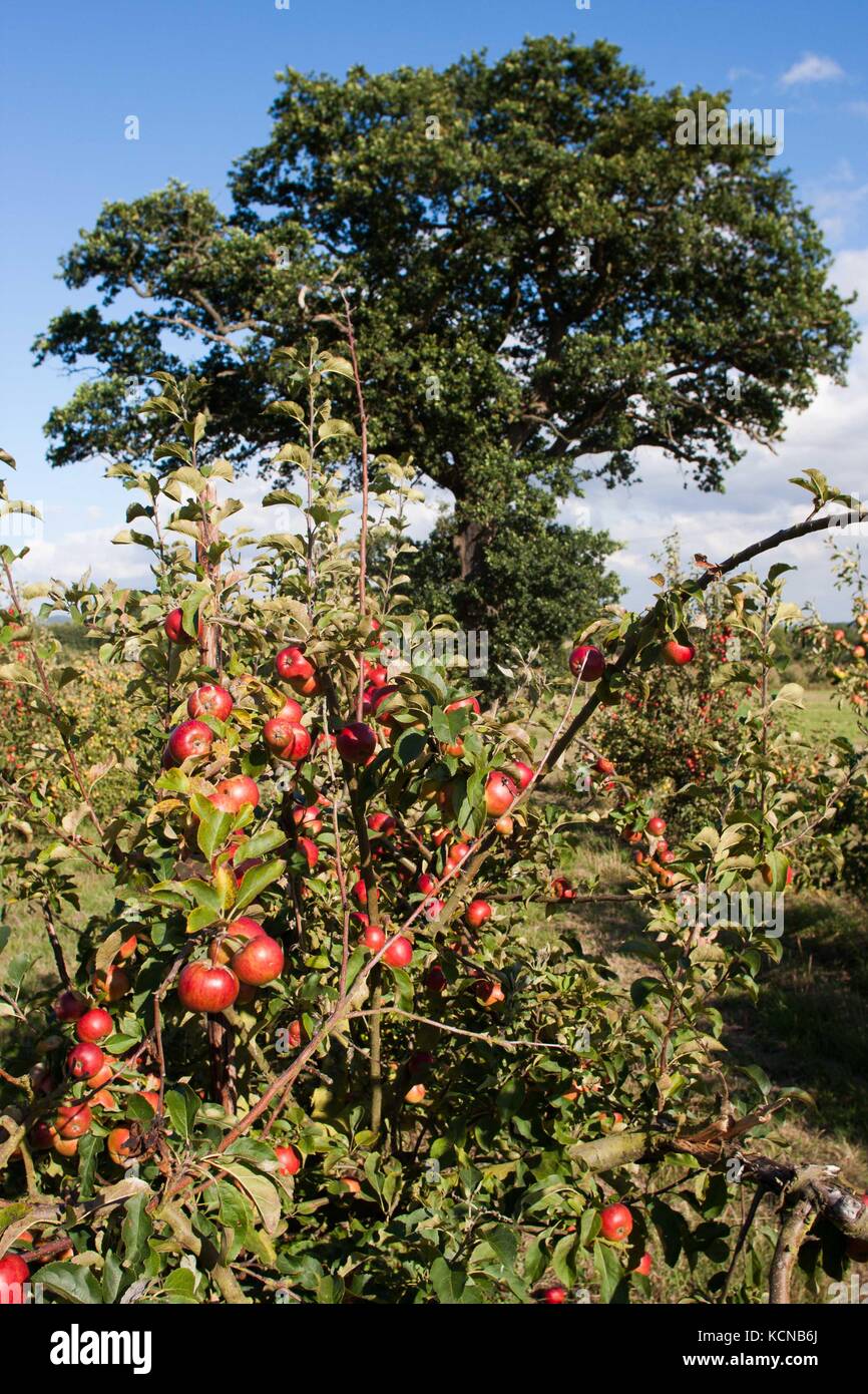 Apple Trees with ripe apples with Common Oak ( Quercus robur) , in ...