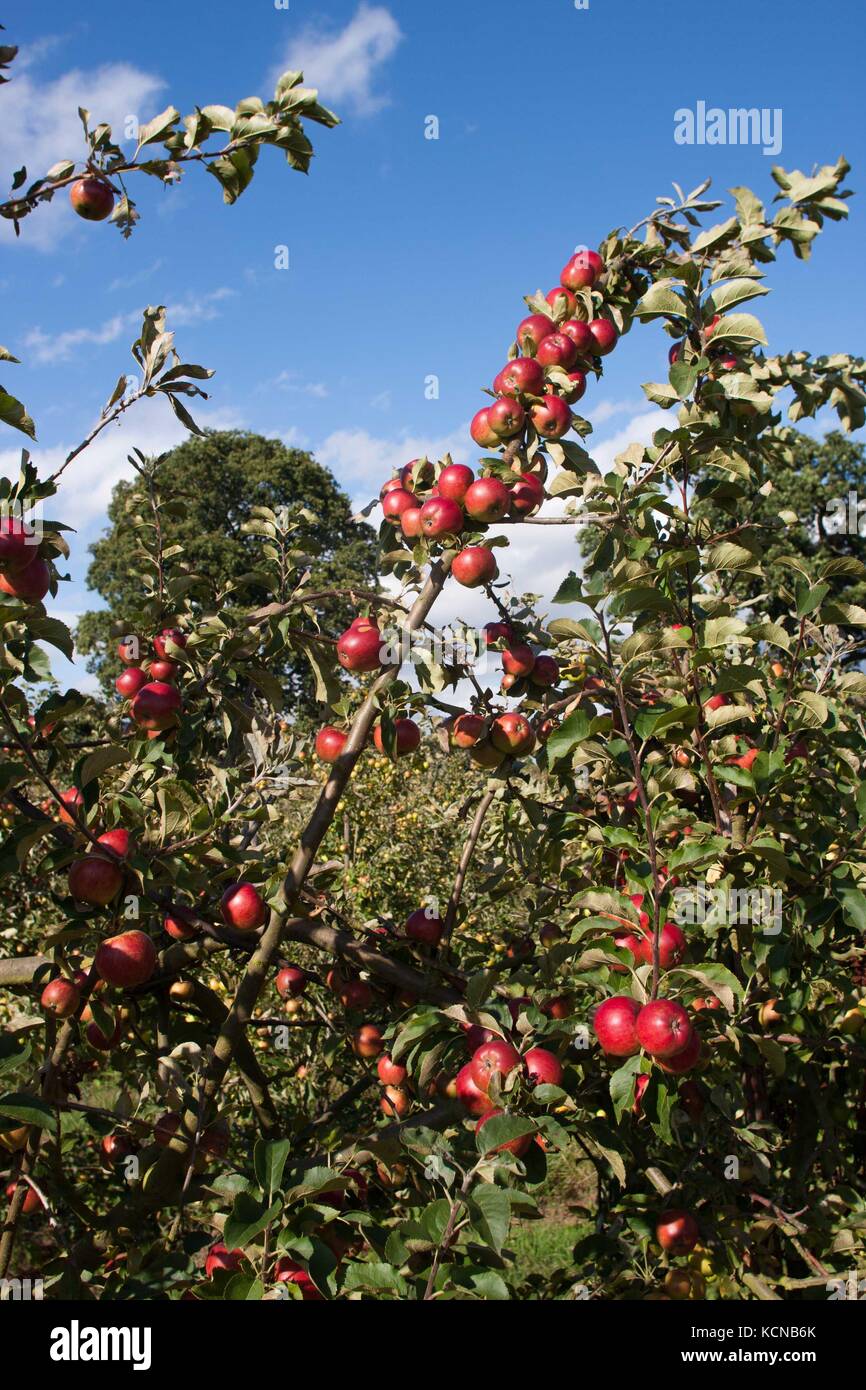Apple Trees with ripe apples with Common Oak ( Quercus robur) , in ...
