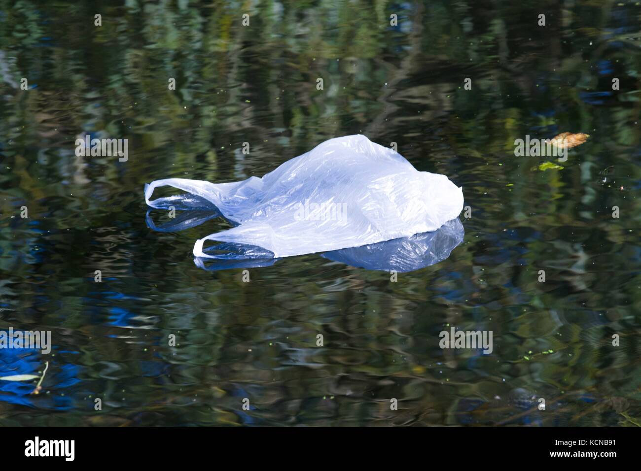 Floating plastic bag, from supermarket, discarded in Little Ouse river ...