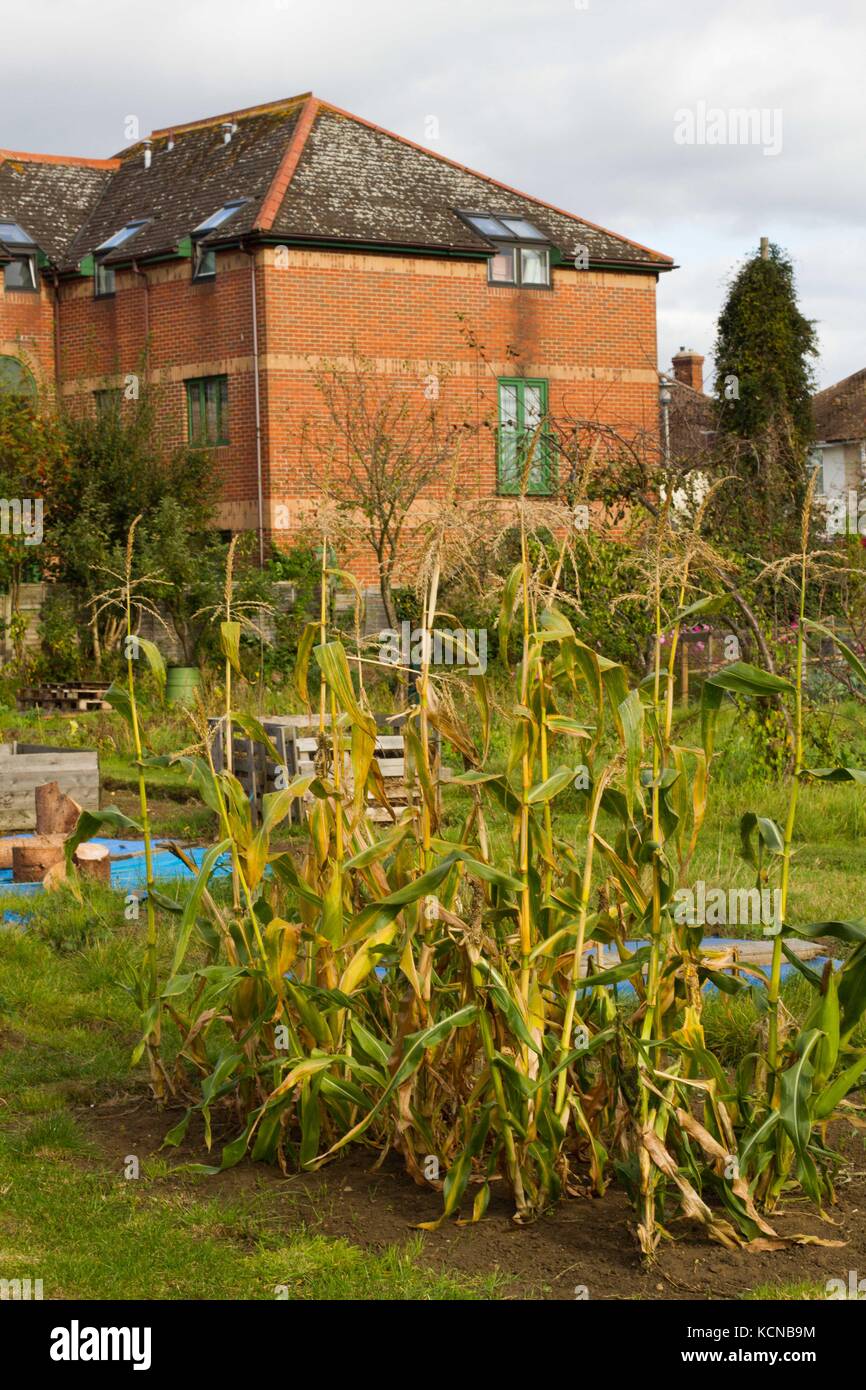 Corn on the cob grown in city allotments , community action Stock Photo ...