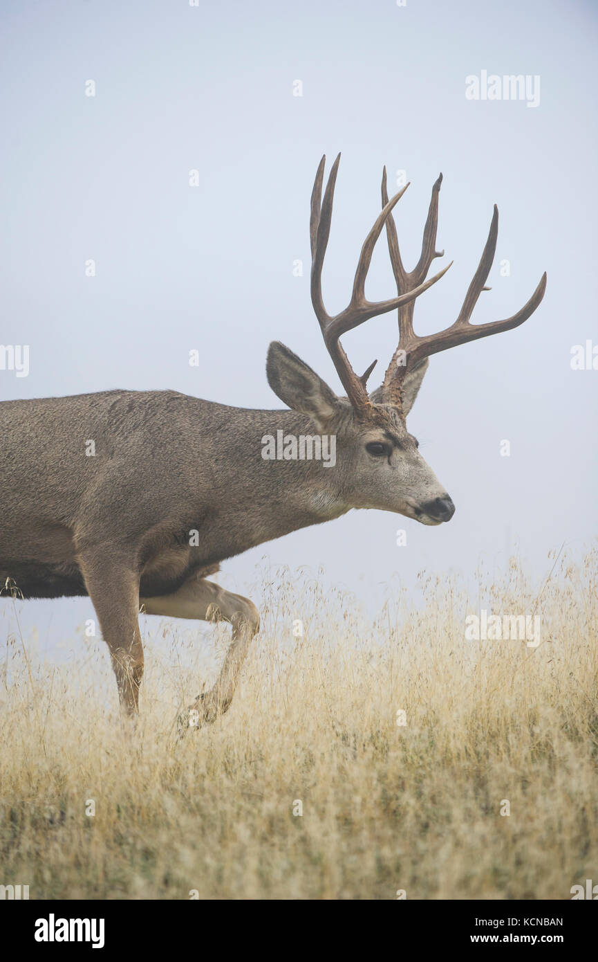 Trophy mule deer hi-res stock photography and images - Alamy