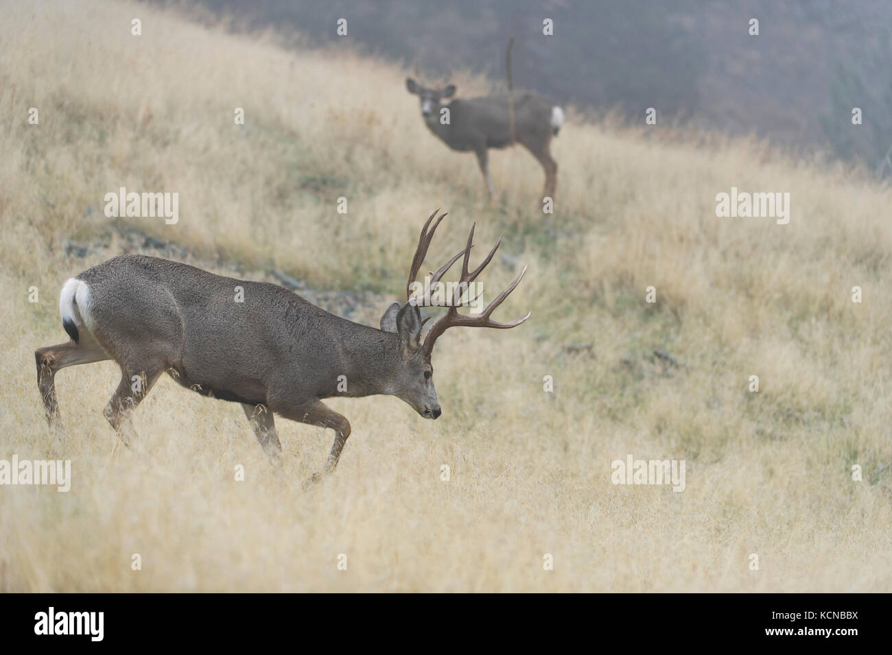 Female and male deer hi-res stock photography and images - Alamy