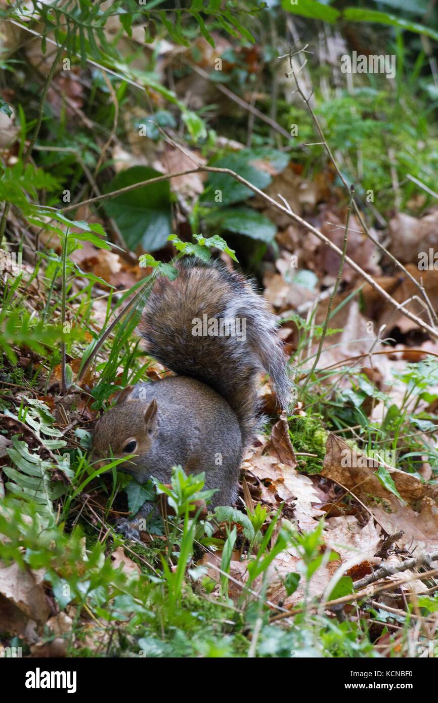 Sequence of Grey Squirrel ( Scuirius carolinensis ) digging up acorns ...