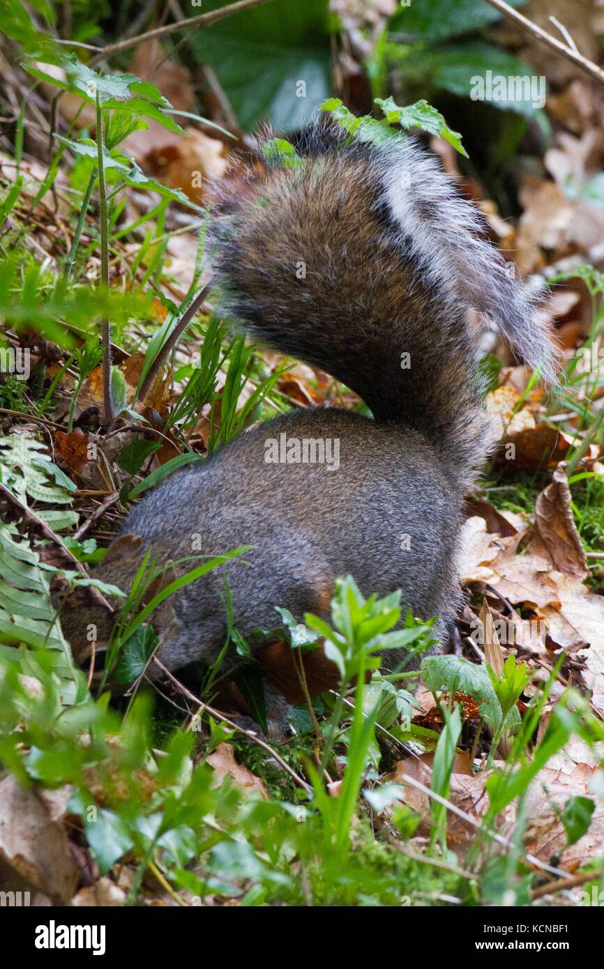 Sequence of Grey Squirrel ( Scuirius carolinensis ) digging up acorns ...