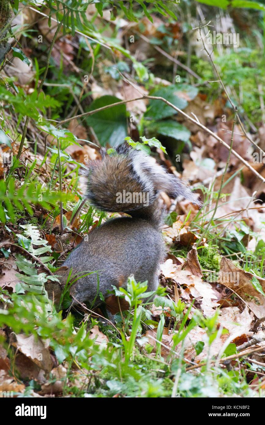 Sequence of Grey Squirrel ( Scuirius carolinensis ) digging up acorns ...