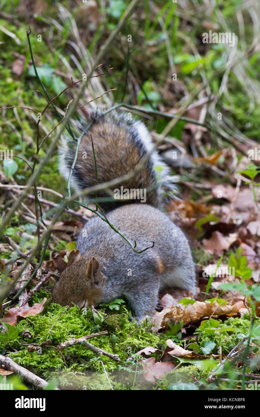 Sequence of Grey Squirrel ( Scuirius carolinensis ) digging up acorns ...