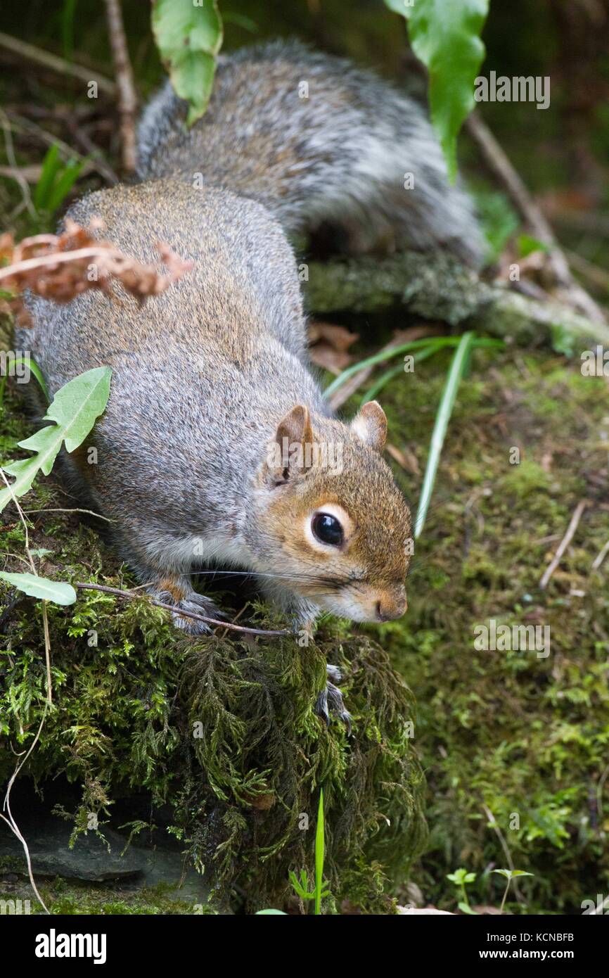 Sequence of Grey Squirrel ( Scuirius carolinensis ) digging up acorns ...