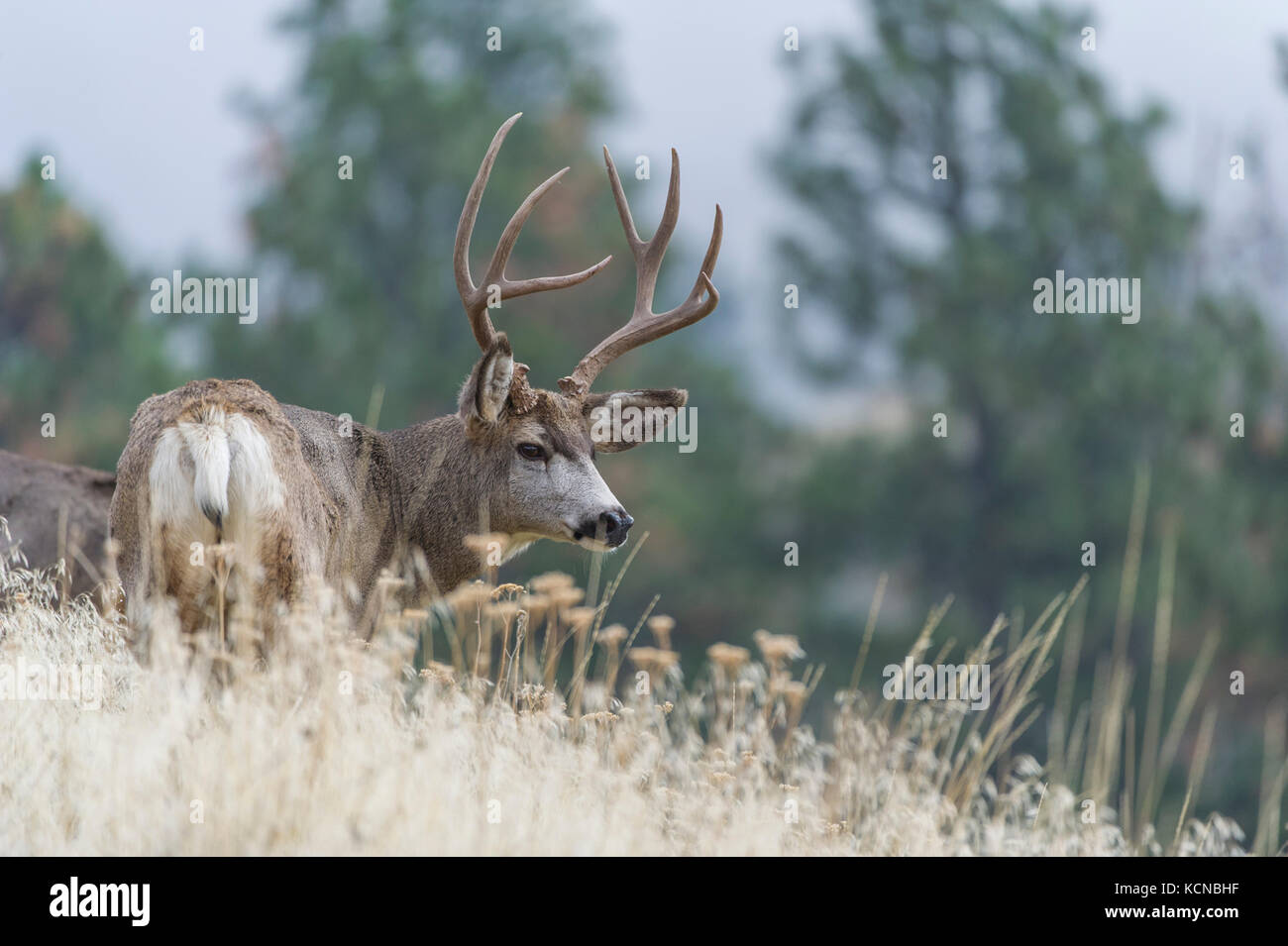 Mule deer rear view hi-res stock photography and images - Alamy