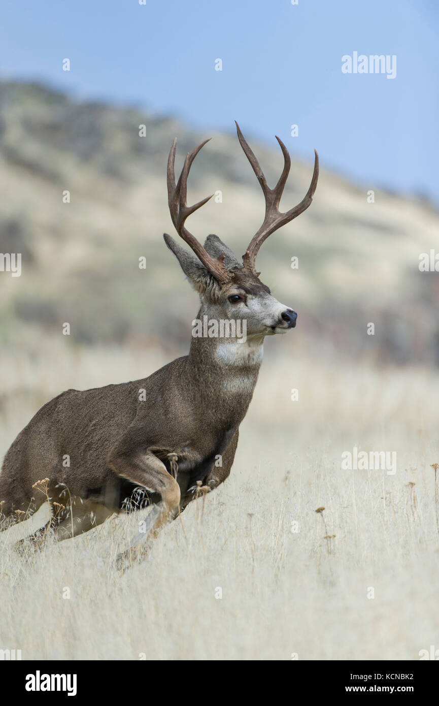 Mule Deer Running