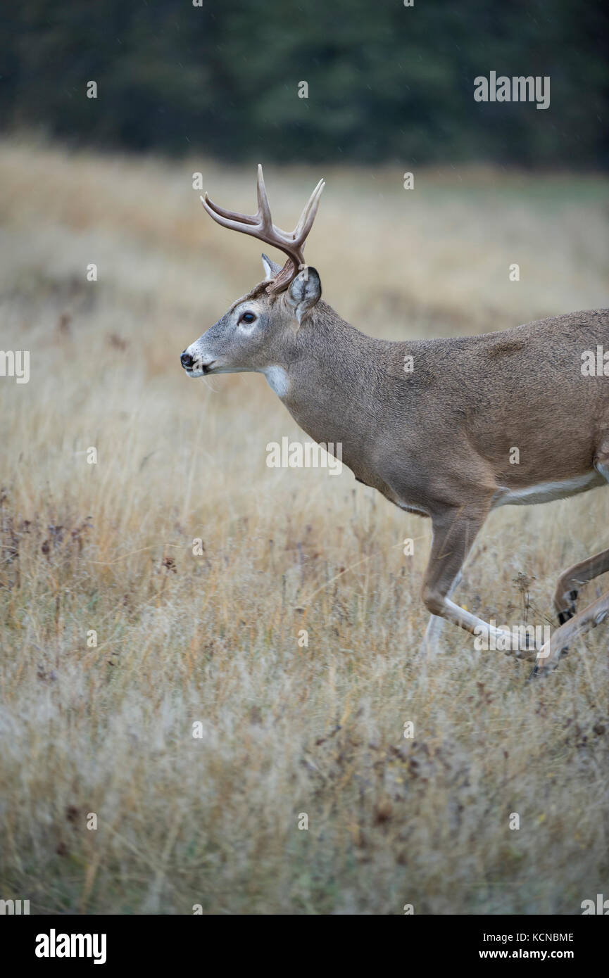 Whitetail Deer Antlers Side View