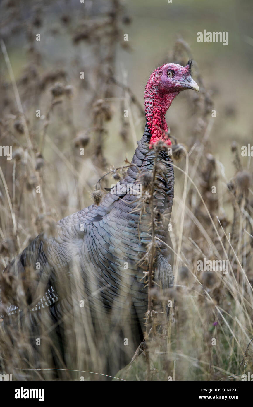 Merriams turkey hi-res stock photography and images - Alamy