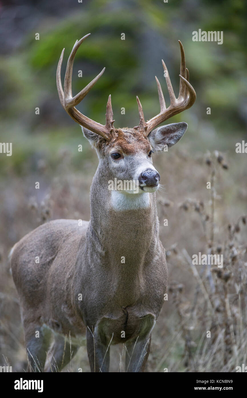 Male Whitetail Deer, Odocoileus virginianus, Central Idaho, USA Stock ...