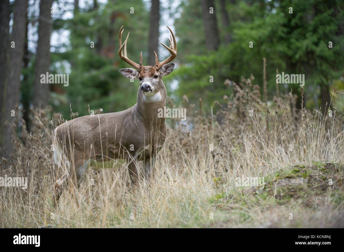 Whitetail deer side view hi-res stock photography and images - Alamy