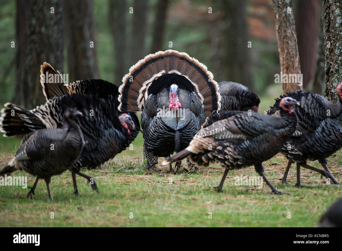 Male Merriams turkeys, Meleagris gallopavo merriami, Central Idaho, USA ...