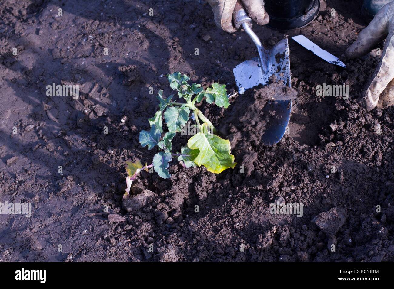 Sequence of Allotment holder planting purple sprouting brocolli ...
