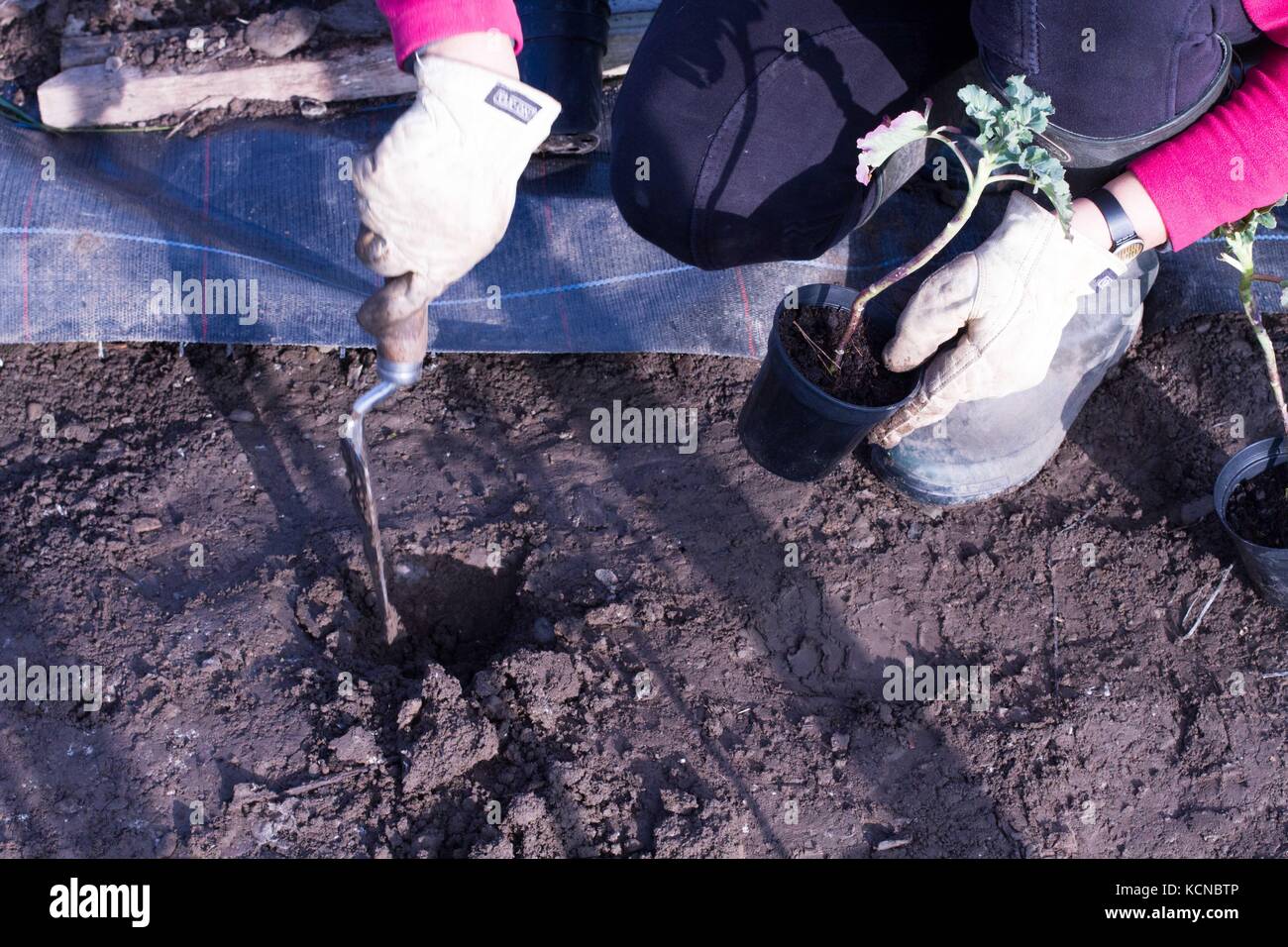Sequence of Allotment holder planting purple sprouting brocolli ...